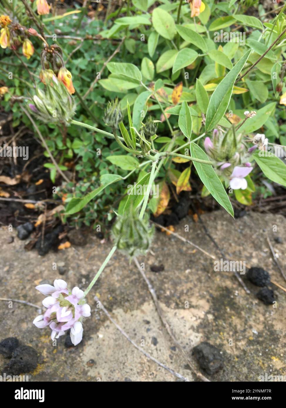 arabian pea (Bituminaria bituminosa Stock Photo - Alamy