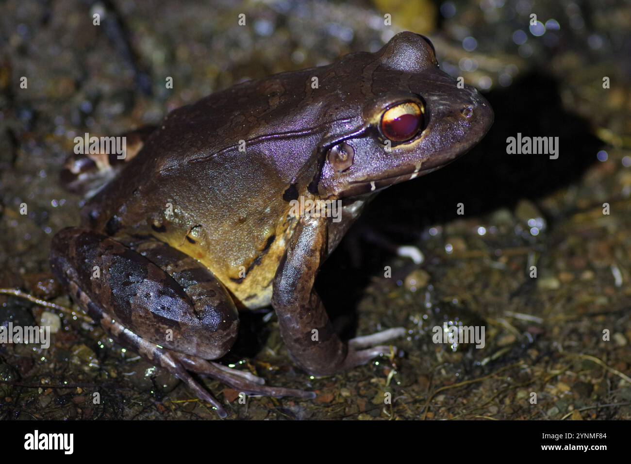 Savages frog hi-res stock photography and images - Alamy