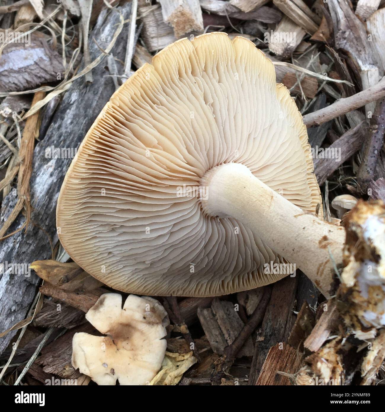 Mulch Fieldcap (Agrocybe putaminum Stock Photo - Alamy