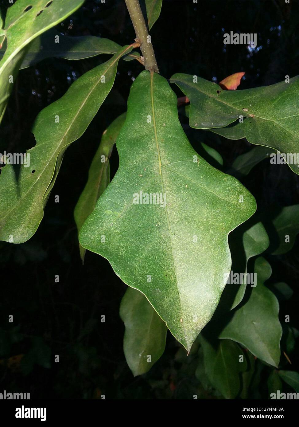 water oak (Quercus nigra Stock Photo - Alamy