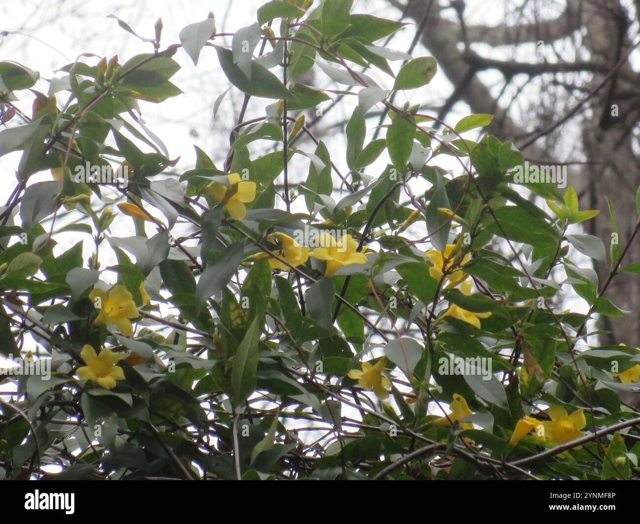 yellow jessamine (Gelsemium sempervirens Stock Photo - Alamy