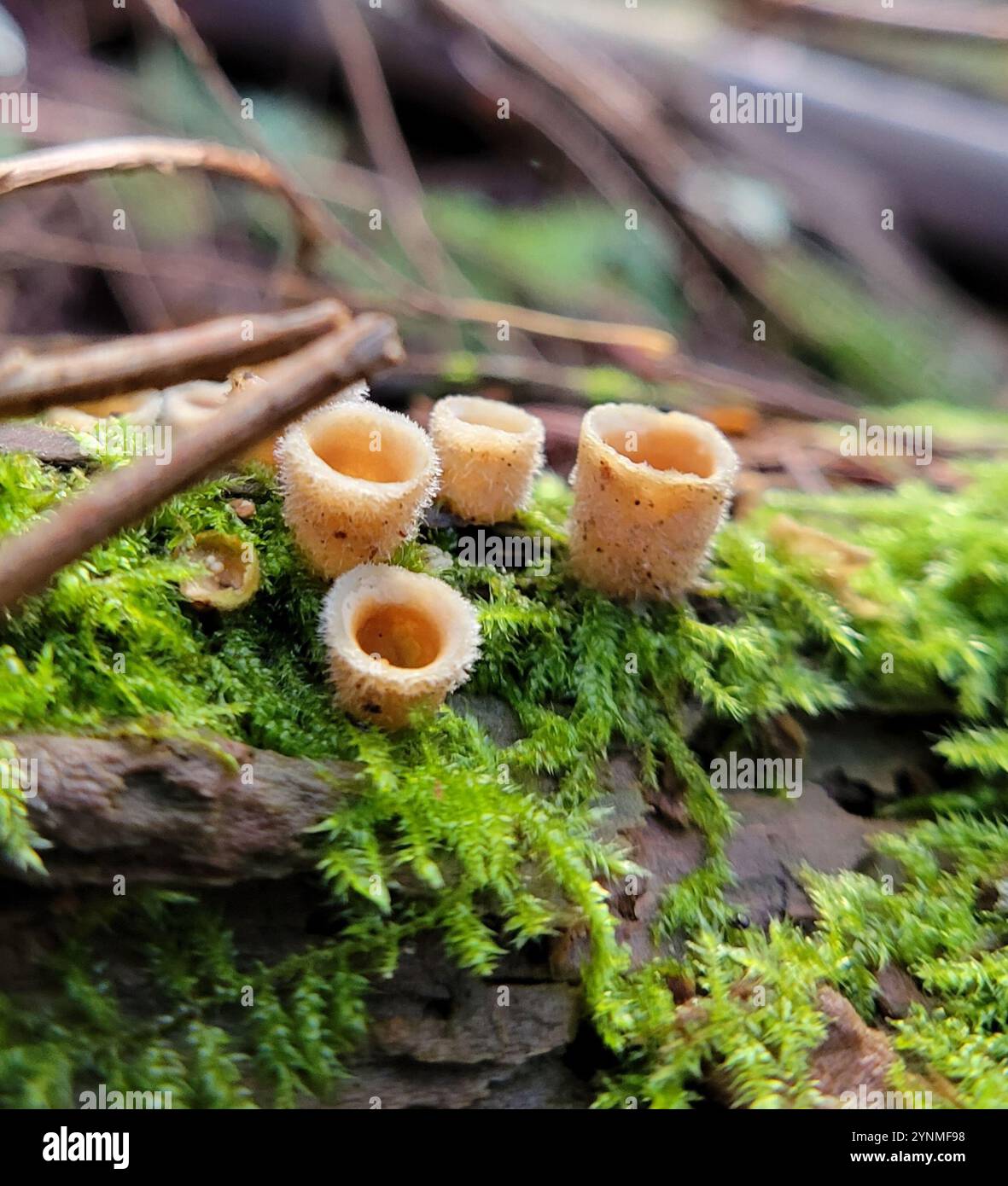 woolly bird's nest fungus (Nidula niveotomentosa Stock Photo - Alamy