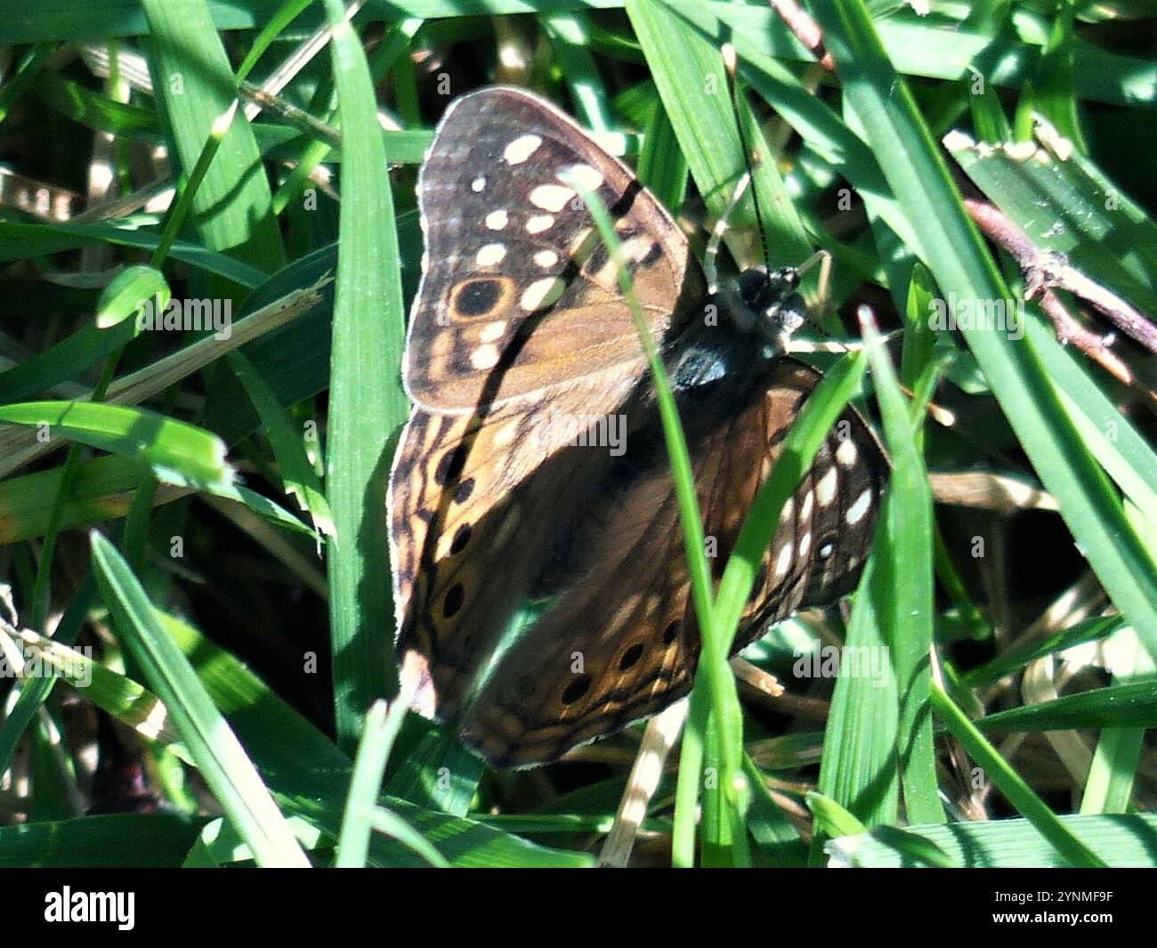 Hackberry Emperor (Asterocampa celtis Stock Photo - Alamy