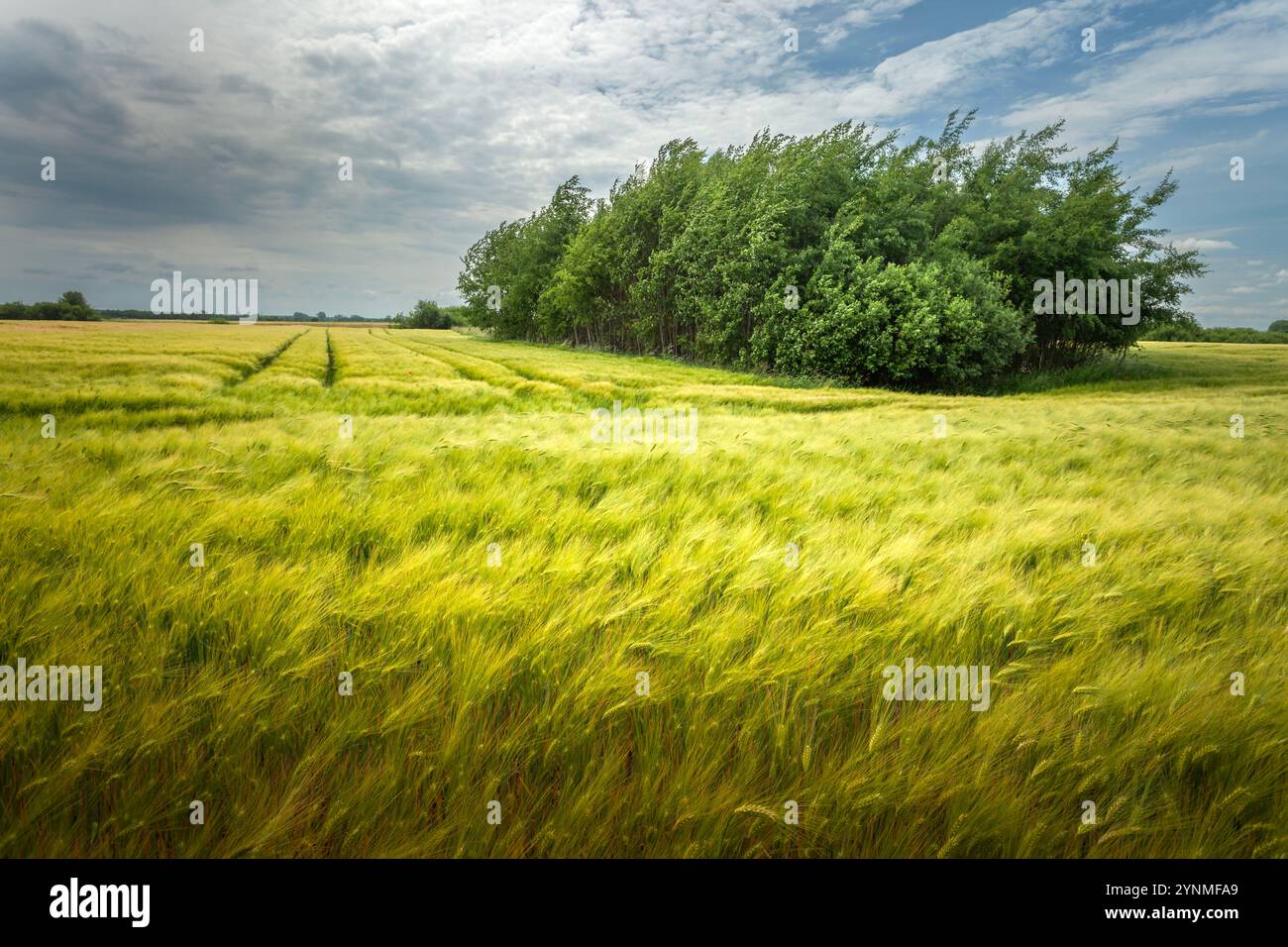 Trees growing in barley field and clouds in the sky, eastern Poland ...