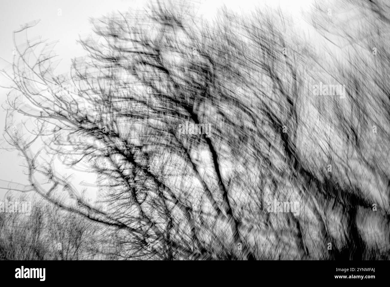 Multiple exposure illustrating the wind in trees monochrome Stock Photo ...