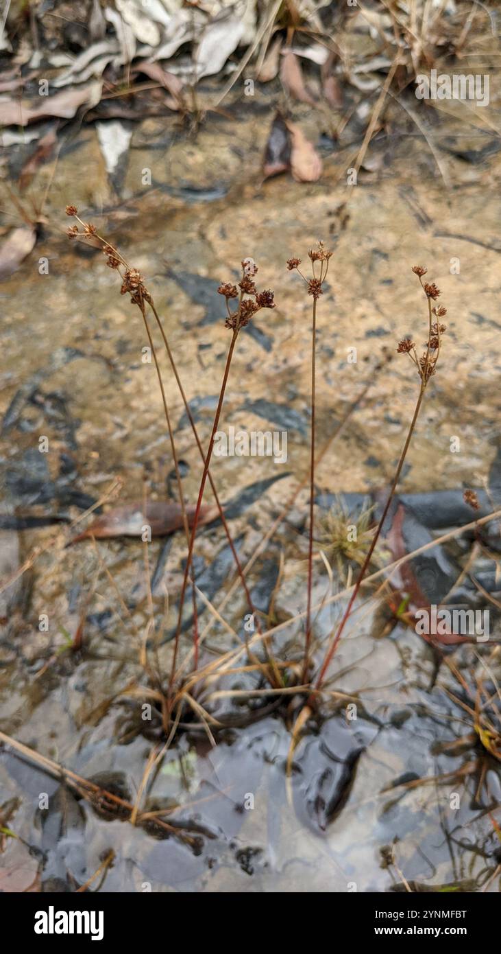 Flat-leaved Rush (Juncus planifolius Stock Photo - Alamy