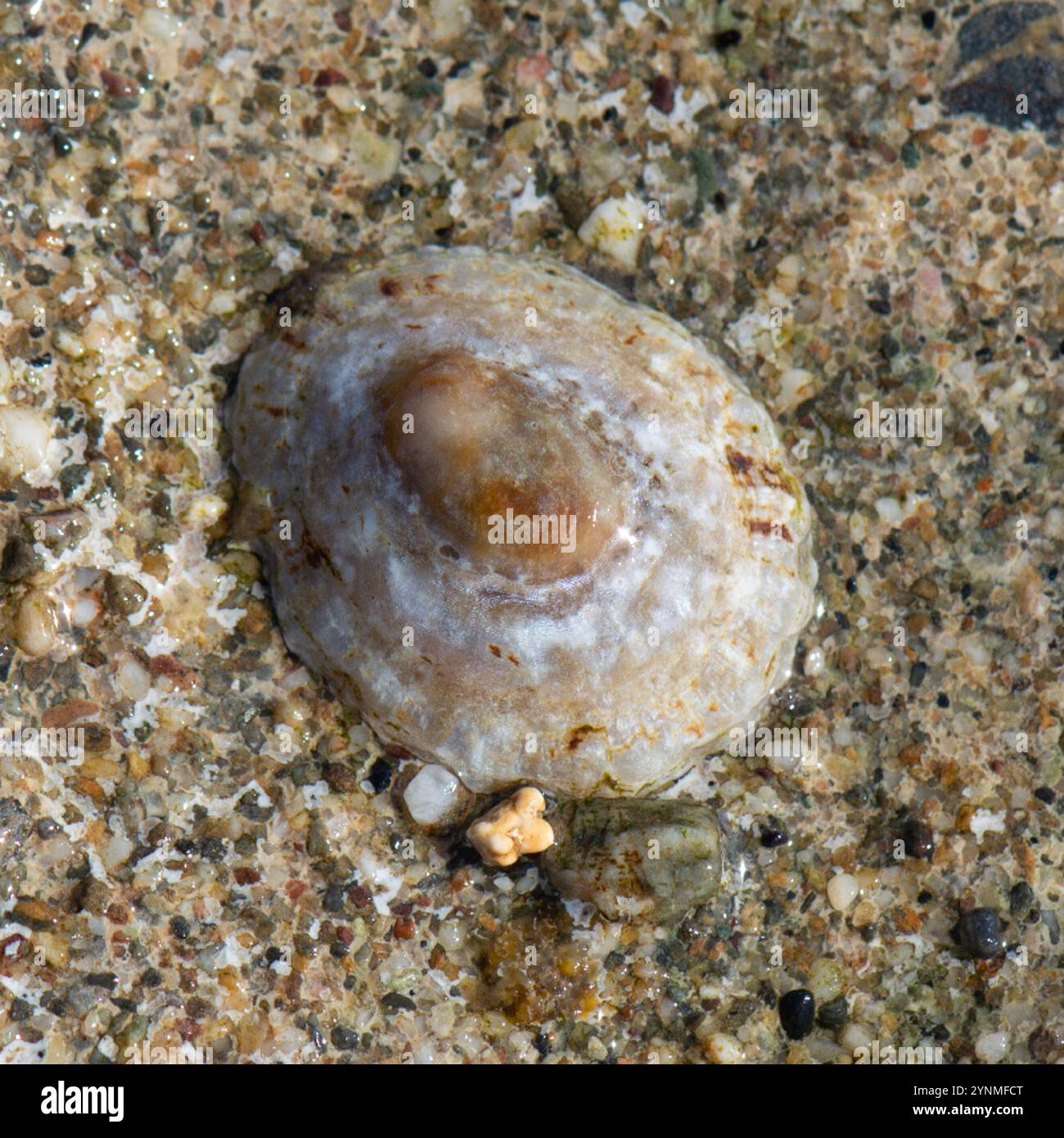 Mediterranean Limpet (Patella caerulea Stock Photo - Alamy