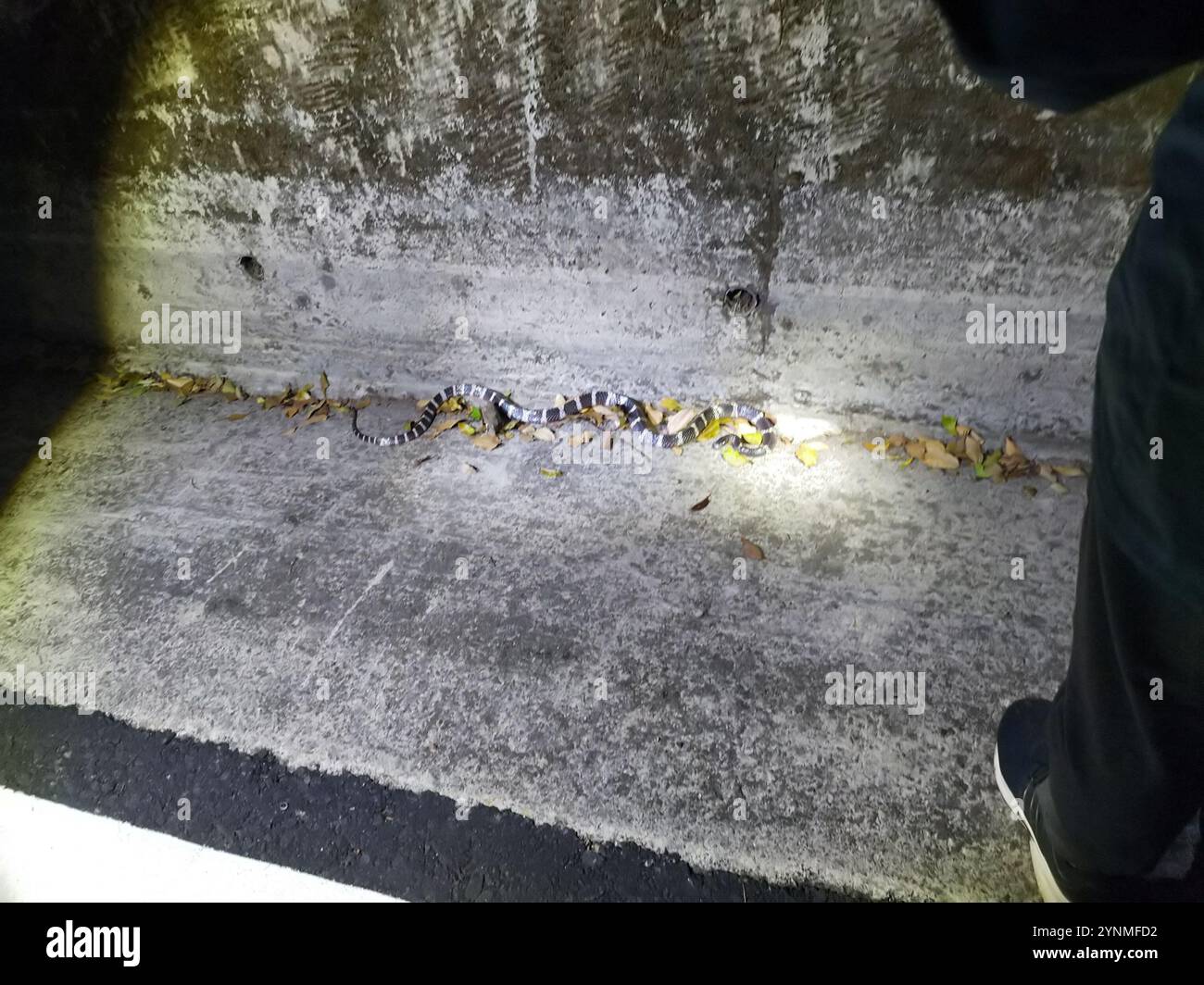 Many banded krait bungarus multicinctus hi-res stock photography and ...