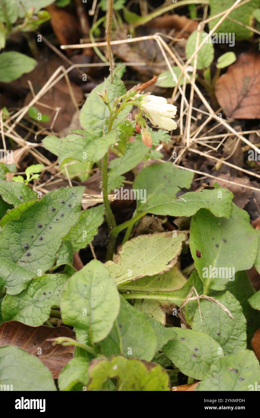 Creeping Comfrey (Symphytum grandiflorum Stock Photo - Alamy