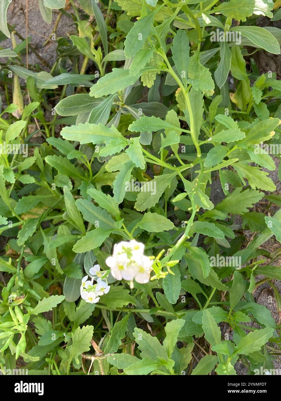 American searocket (Cakile edentula Stock Photo - Alamy