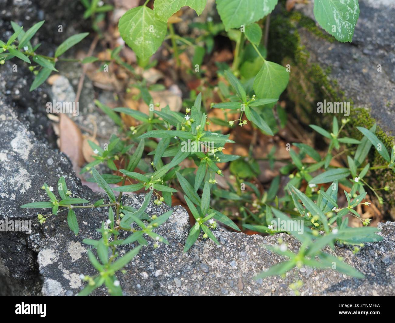 Old World Diamond Flower (Oldenlandia corymbosa Stock Photo - Alamy