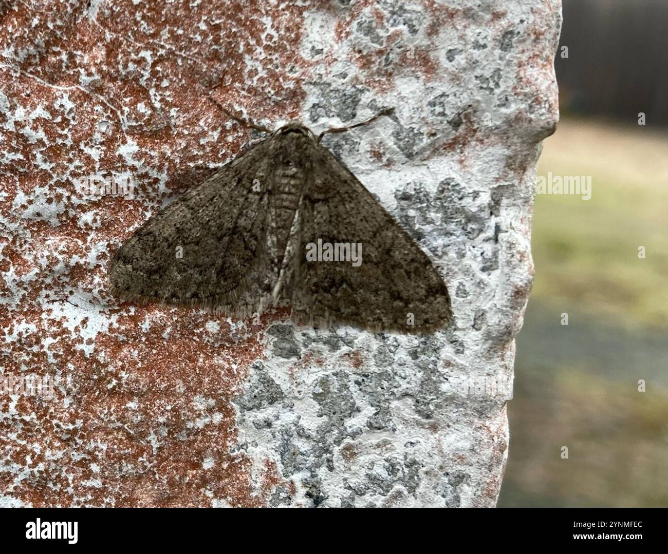 Butterflies and Moths (Lepidoptera Stock Photo - Alamy