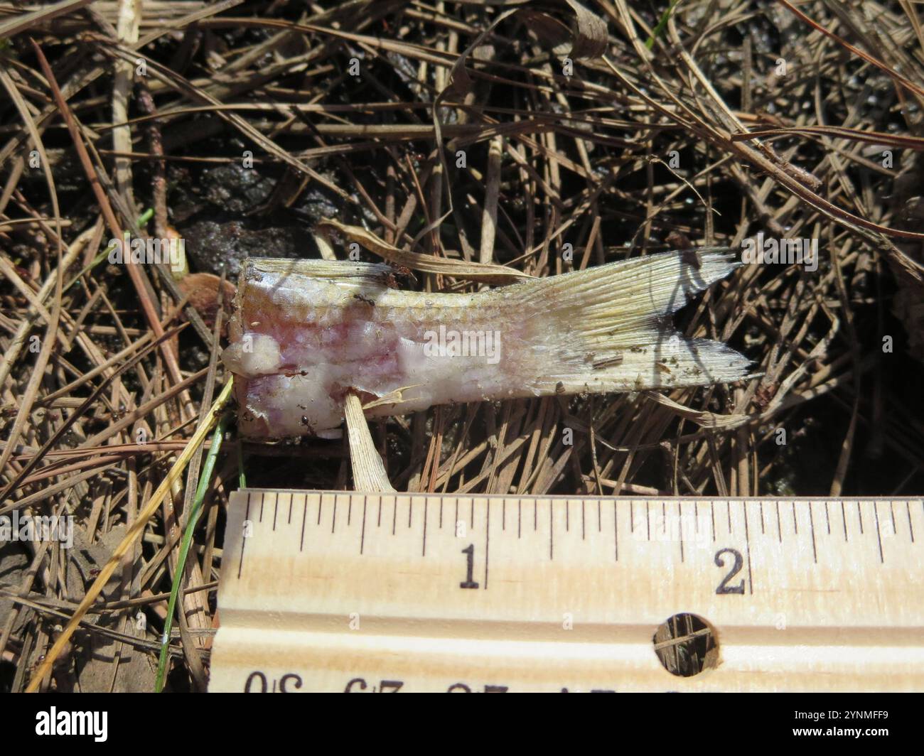 Ray-finned Fishes (Actinopterygii Stock Photo - Alamy