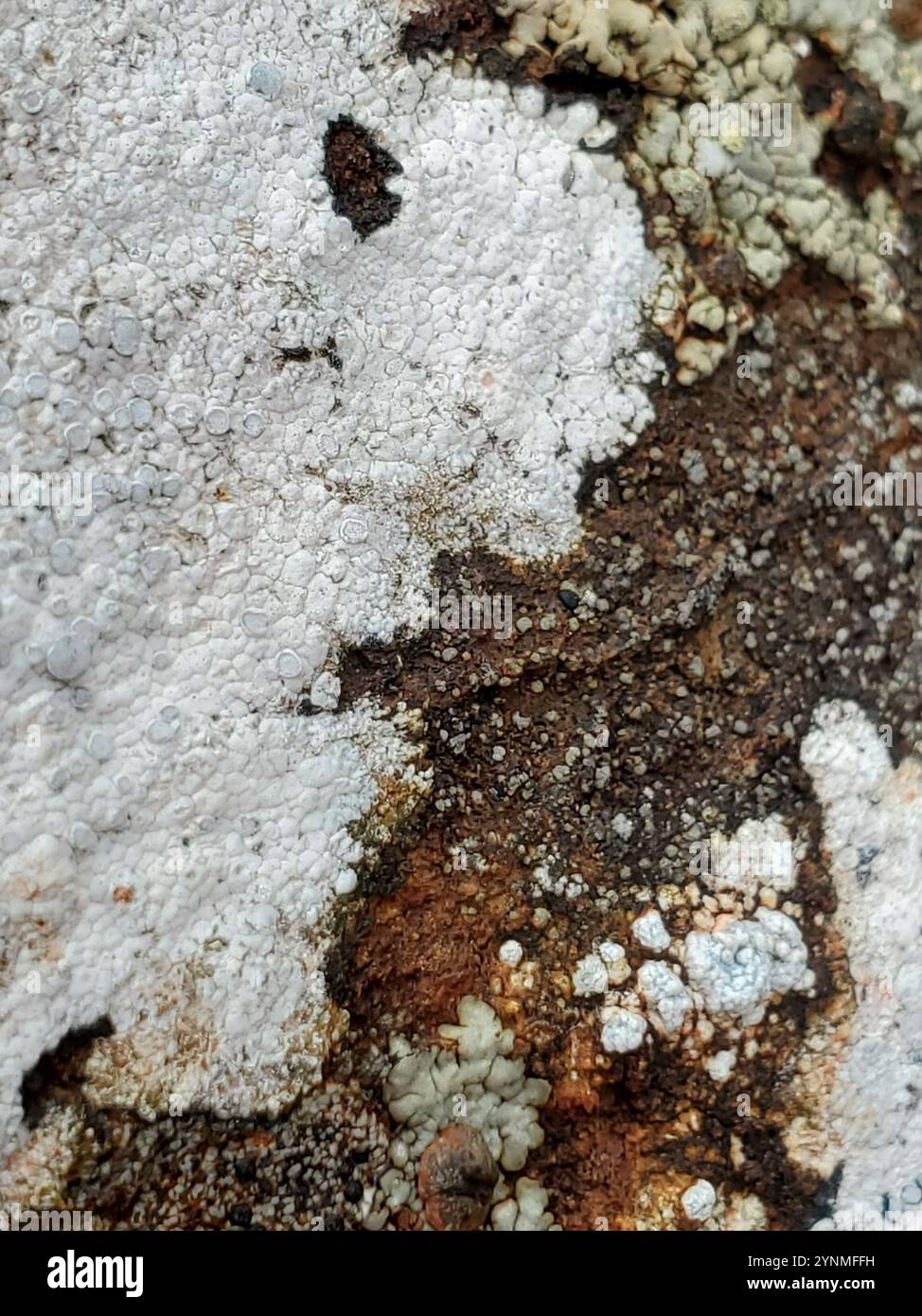 Whitewash Lichen (Phlyctis argena Stock Photo - Alamy