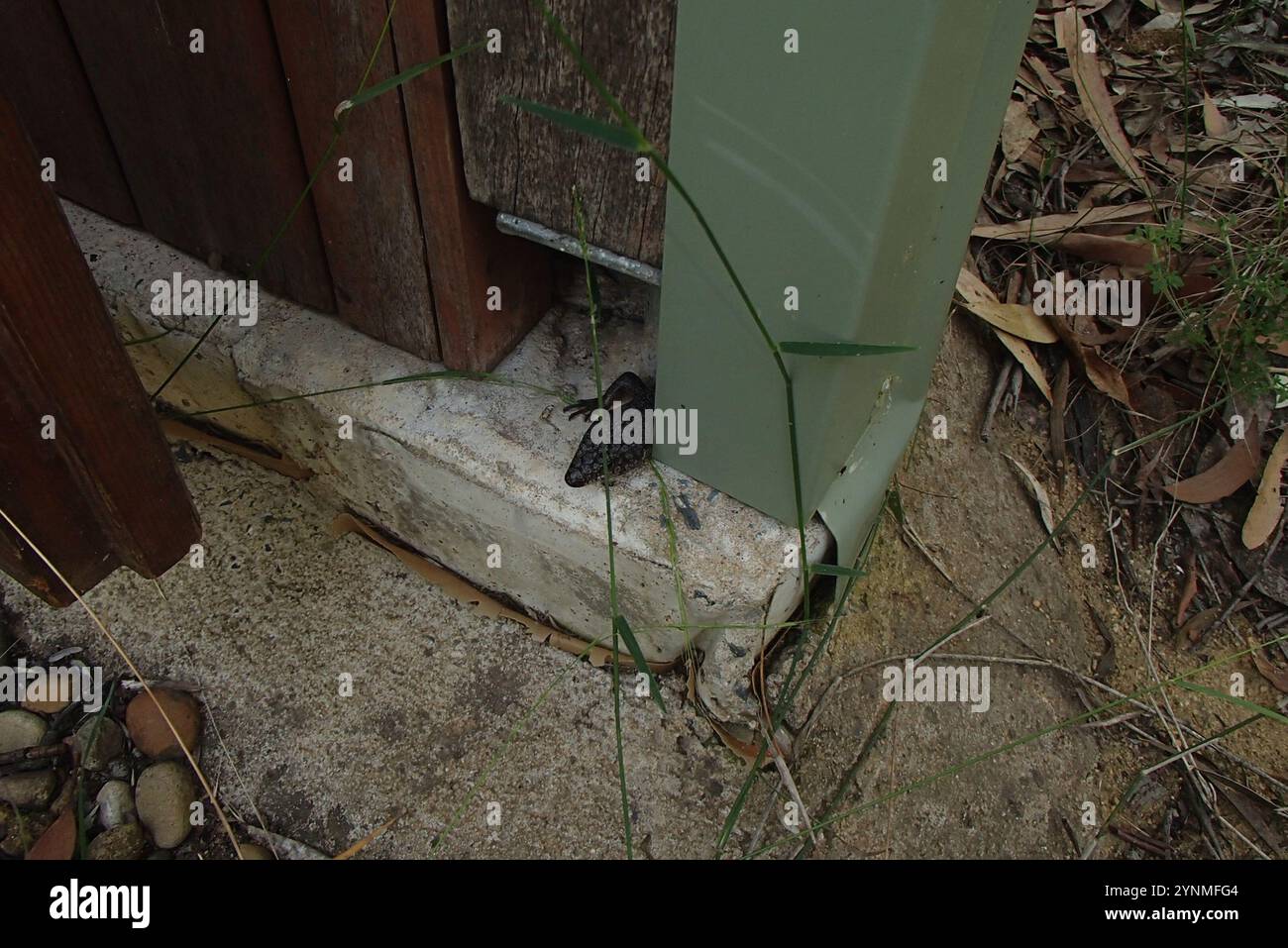 Black Rock Skink (Egernia saxatilis Stock Photo - Alamy