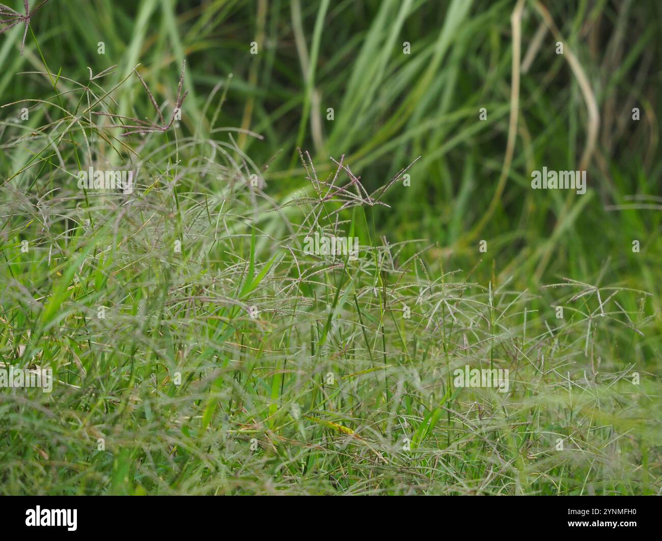 African Bermudagrass (Cynodon nlemfuensis Stock Photo - Alamy