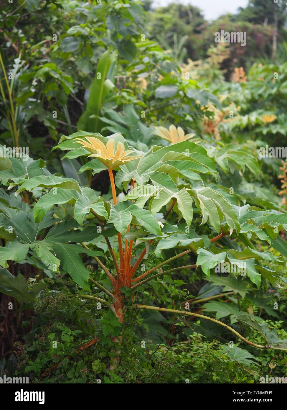 Rice paper plant (Tetrapanax papyrifer Stock Photo - Alamy