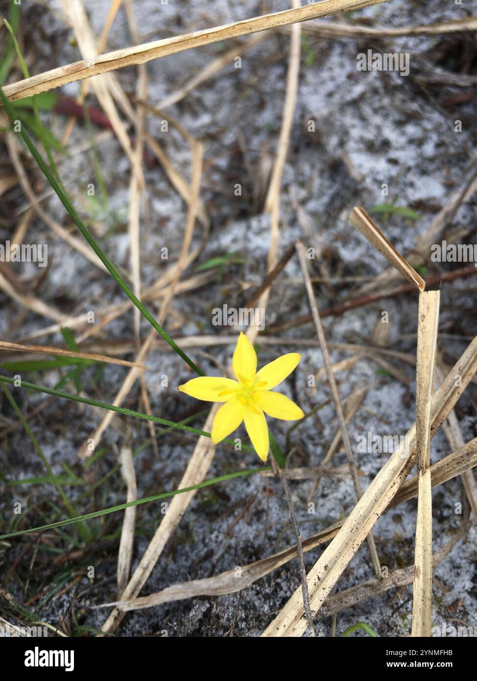 fringed star grass (Hypoxis juncea Stock Photo - Alamy
