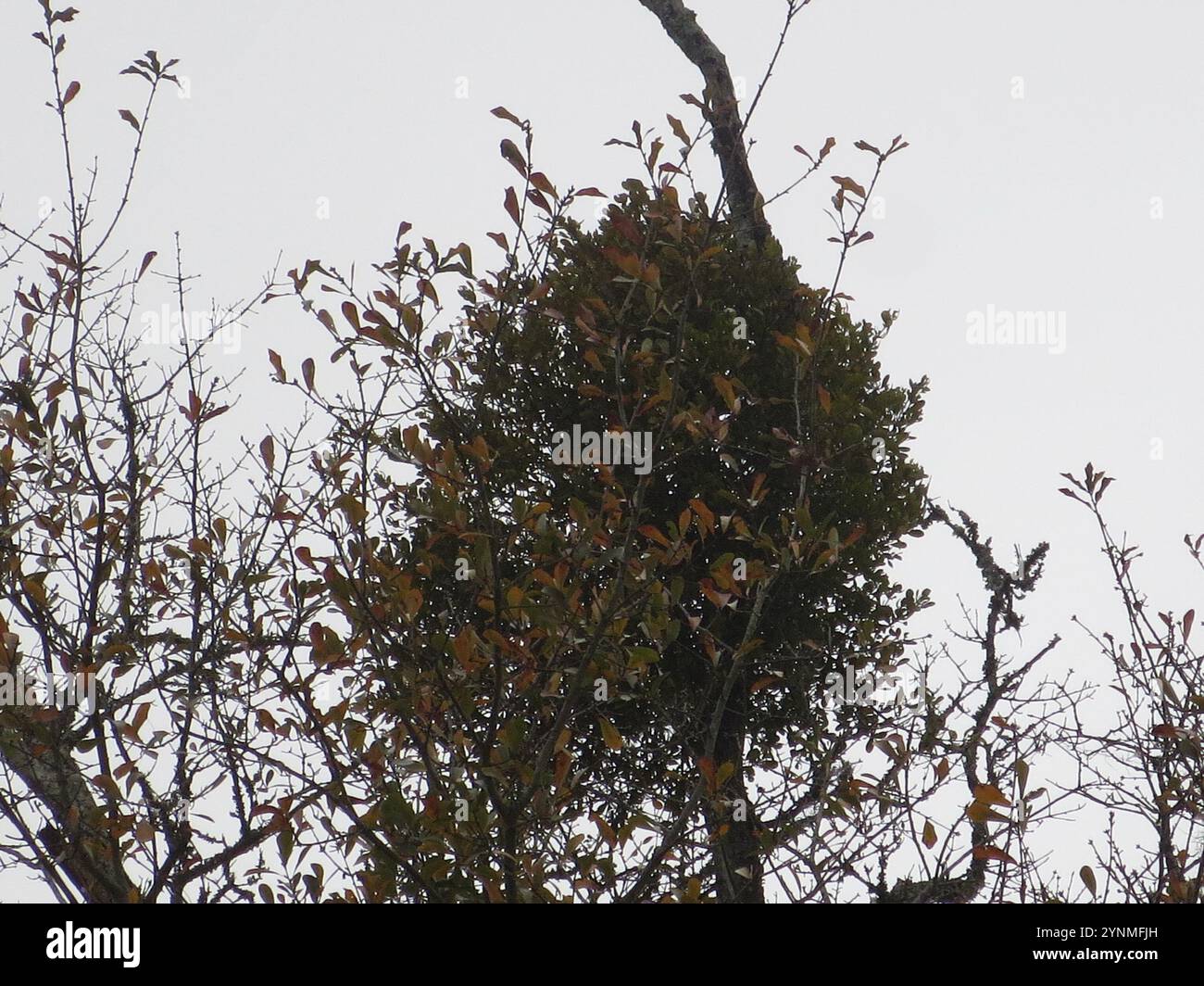 Mistletoe phoradendron leucarpum hi-res stock photography and images ...