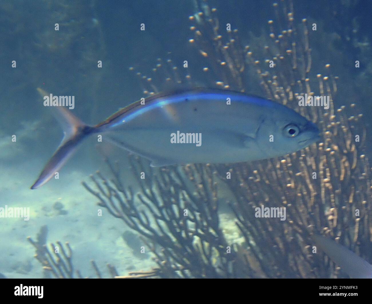 Bar Jack (Caranx ruber Stock Photo - Alamy