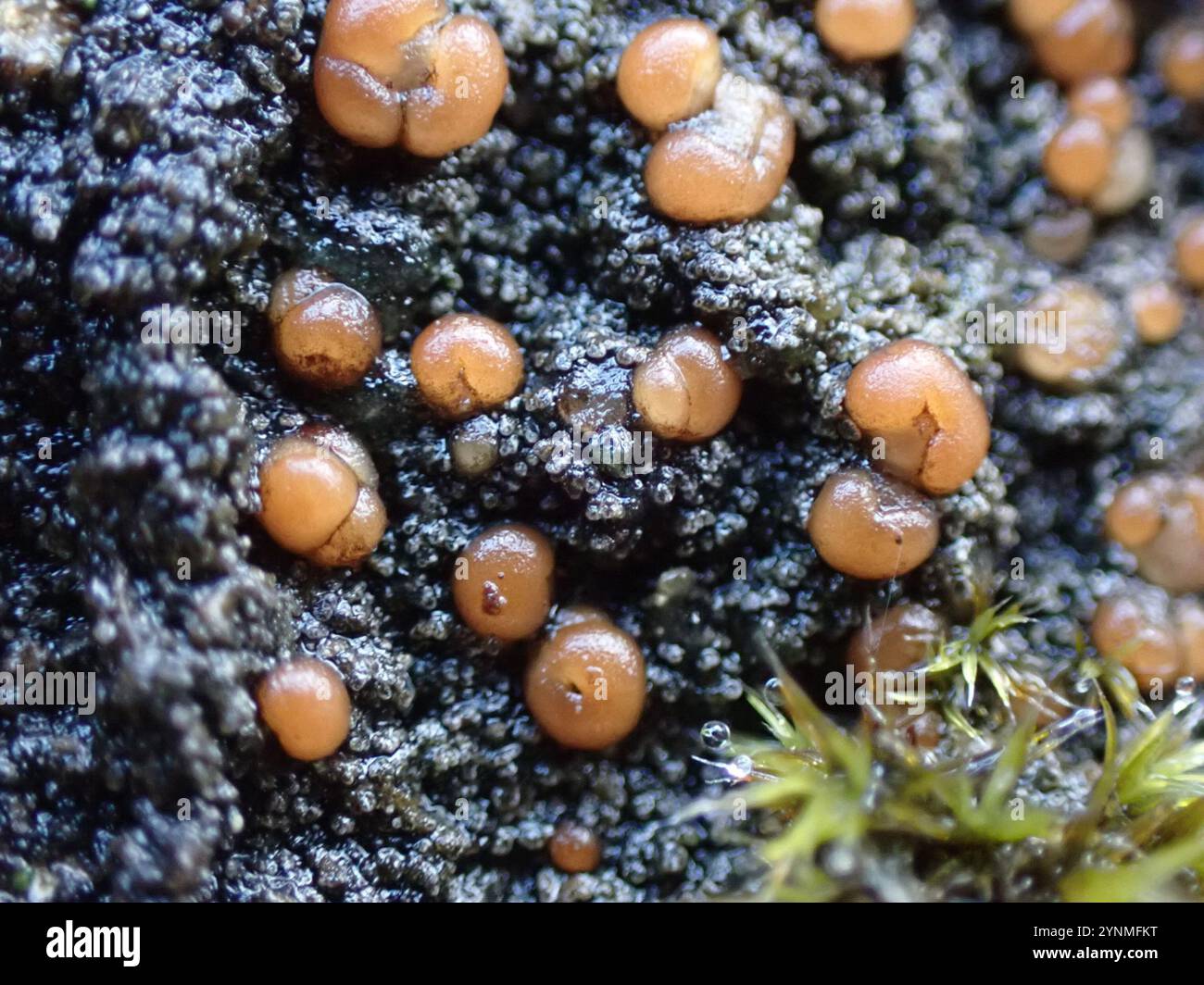 Moss Shingle Lichen (Fuscopannaria praetermissa Stock Photo - Alamy