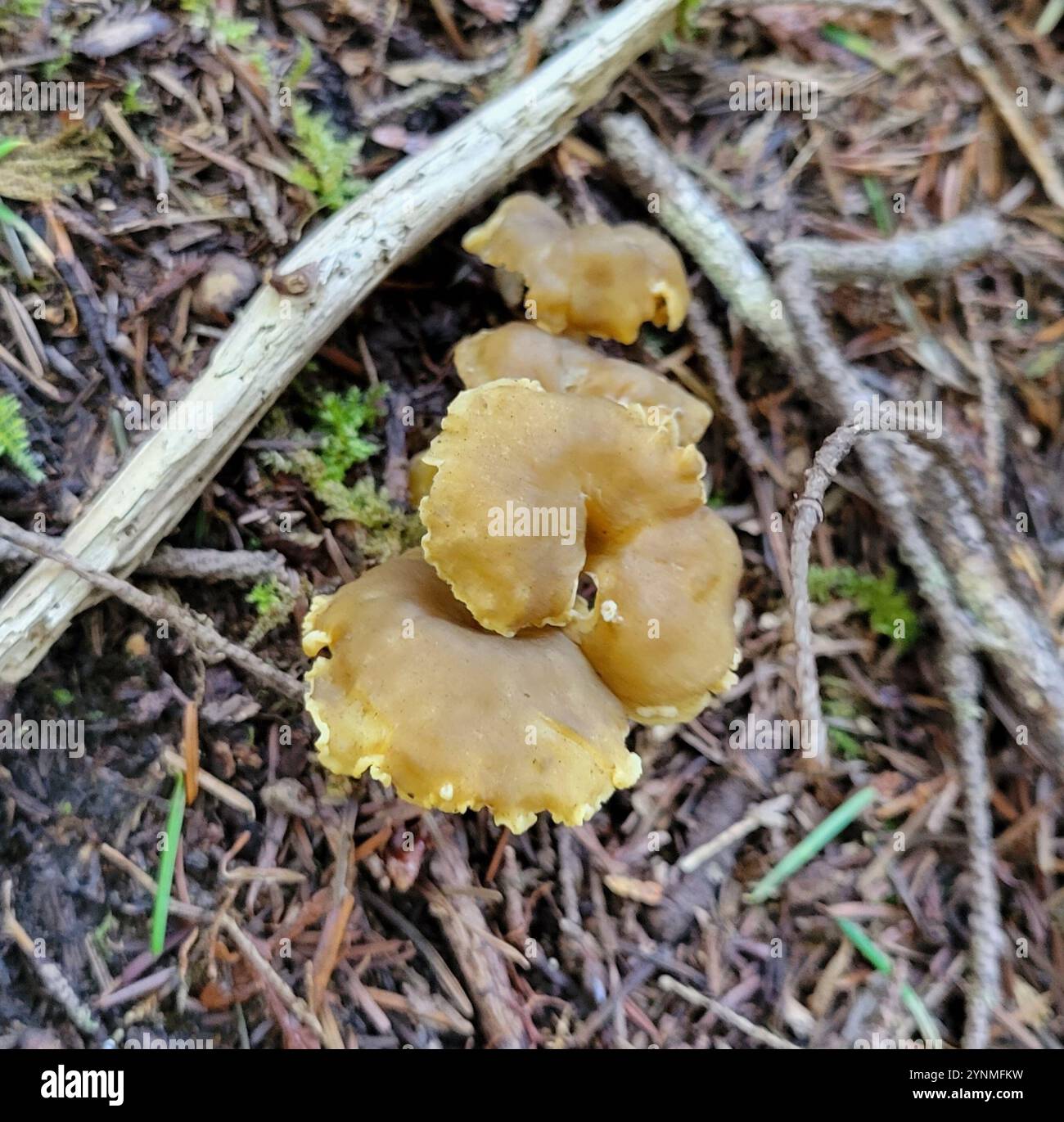 Yellowfoot (Craterellus tubaeformis Stock Photo - Alamy