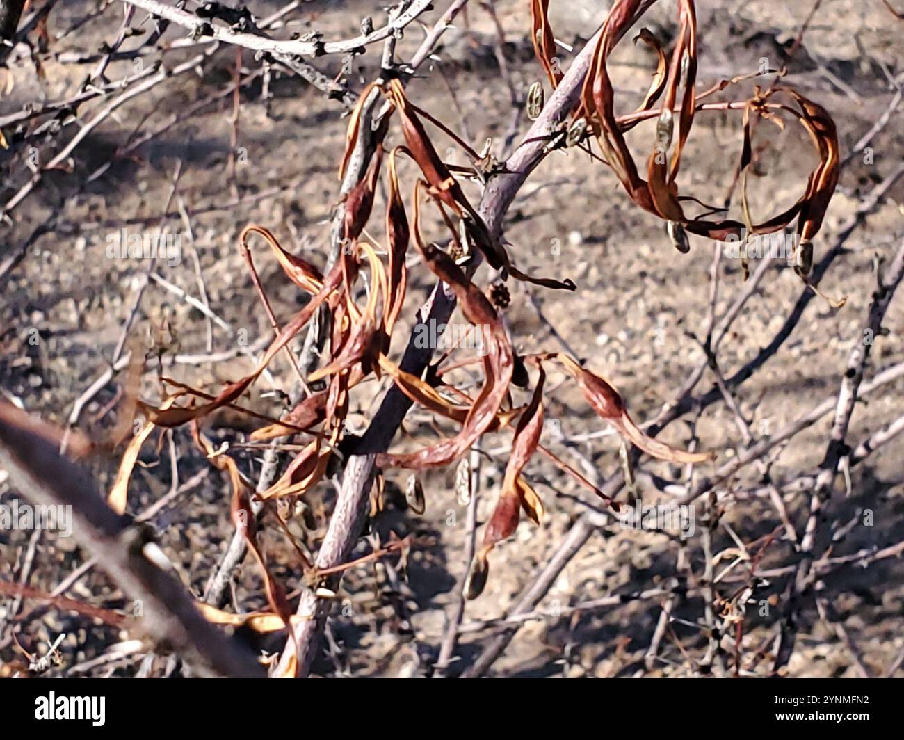 whitethorn acacia (Vachellia constricta Stock Photo - Alamy