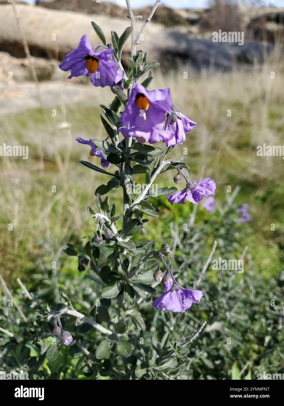 bluewitch nightshade (Solanum umbelliferum Stock Photo - Alamy