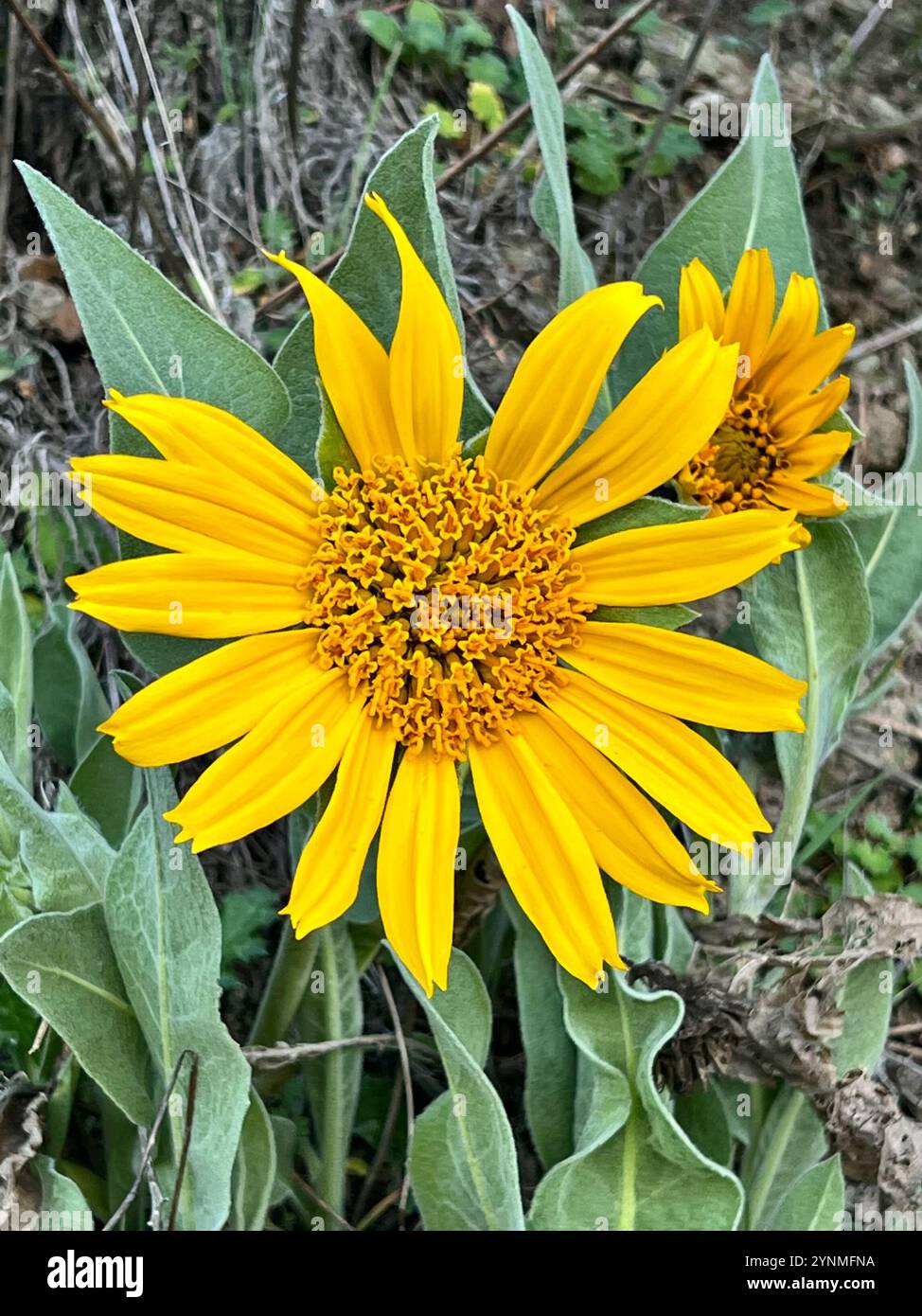 Gray Mule-Ears (Wyethia helenioides Stock Photo - Alamy