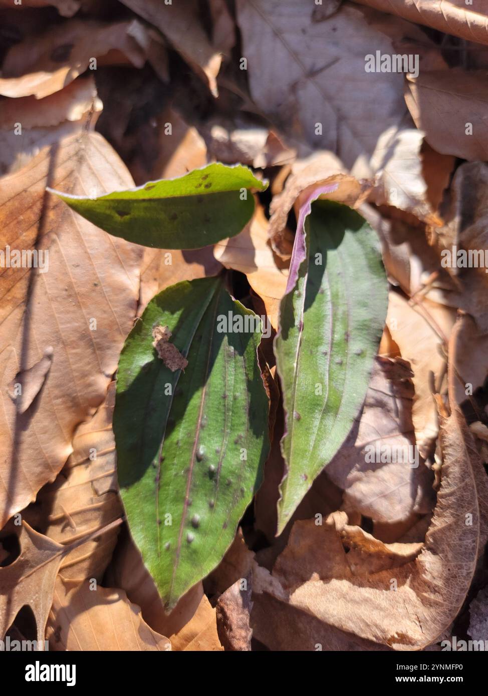 crane-fly orchid (Tipularia discolor Stock Photo - Alamy