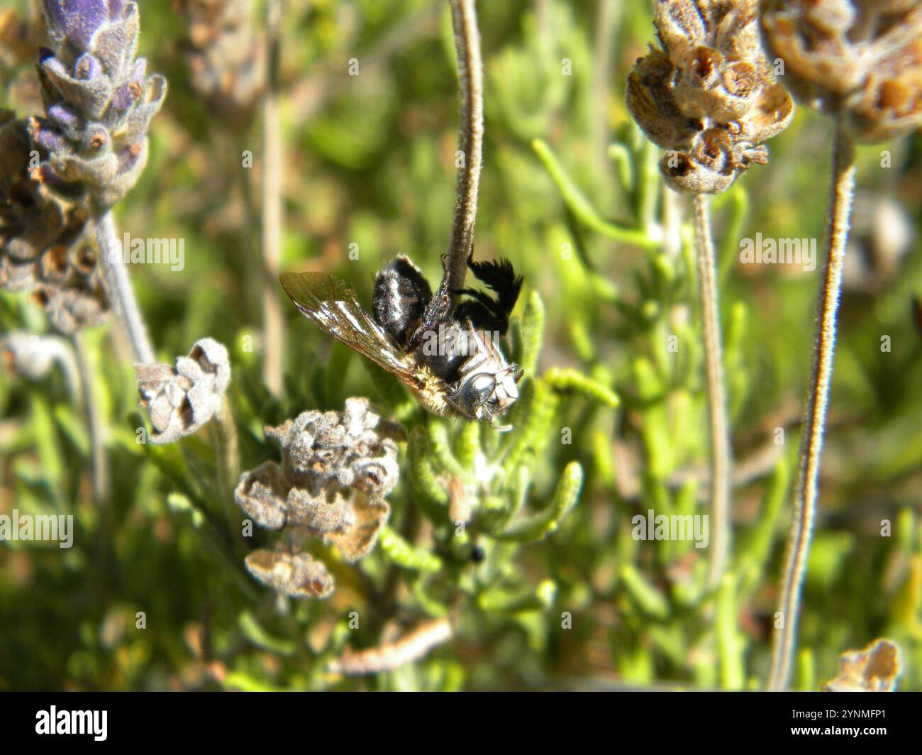 Anthophorini hi-res stock photography and images - Alamy