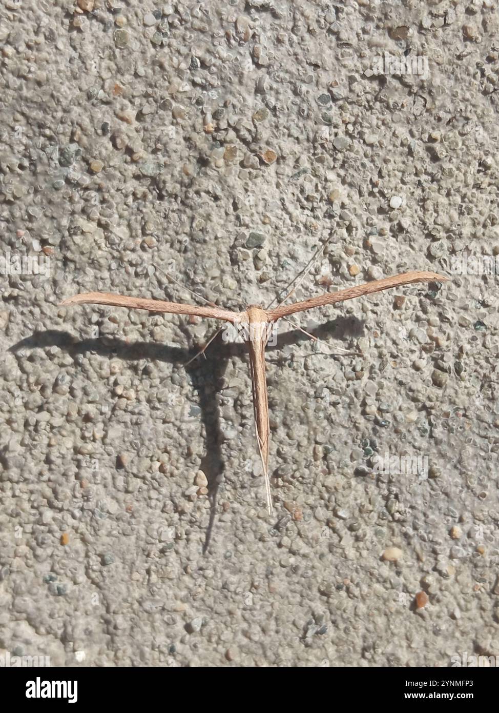 Morning-glory Plume Moth (Emmelina monodactyla Stock Photo - Alamy