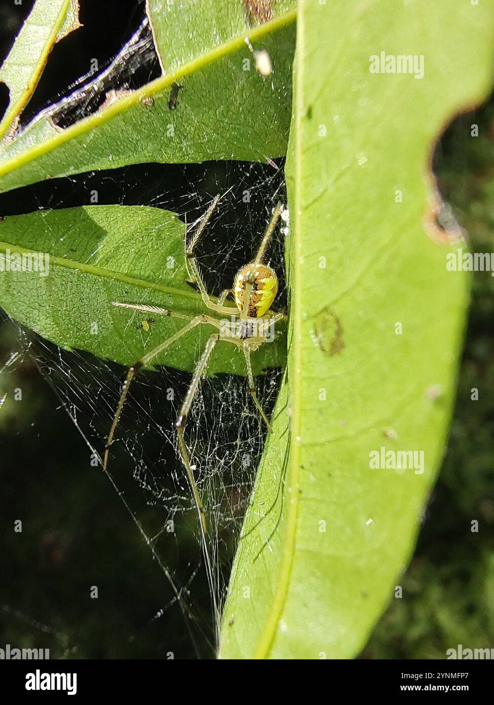 Typical Cobweb Spiders (Theridion Stock Photo - Alamy
