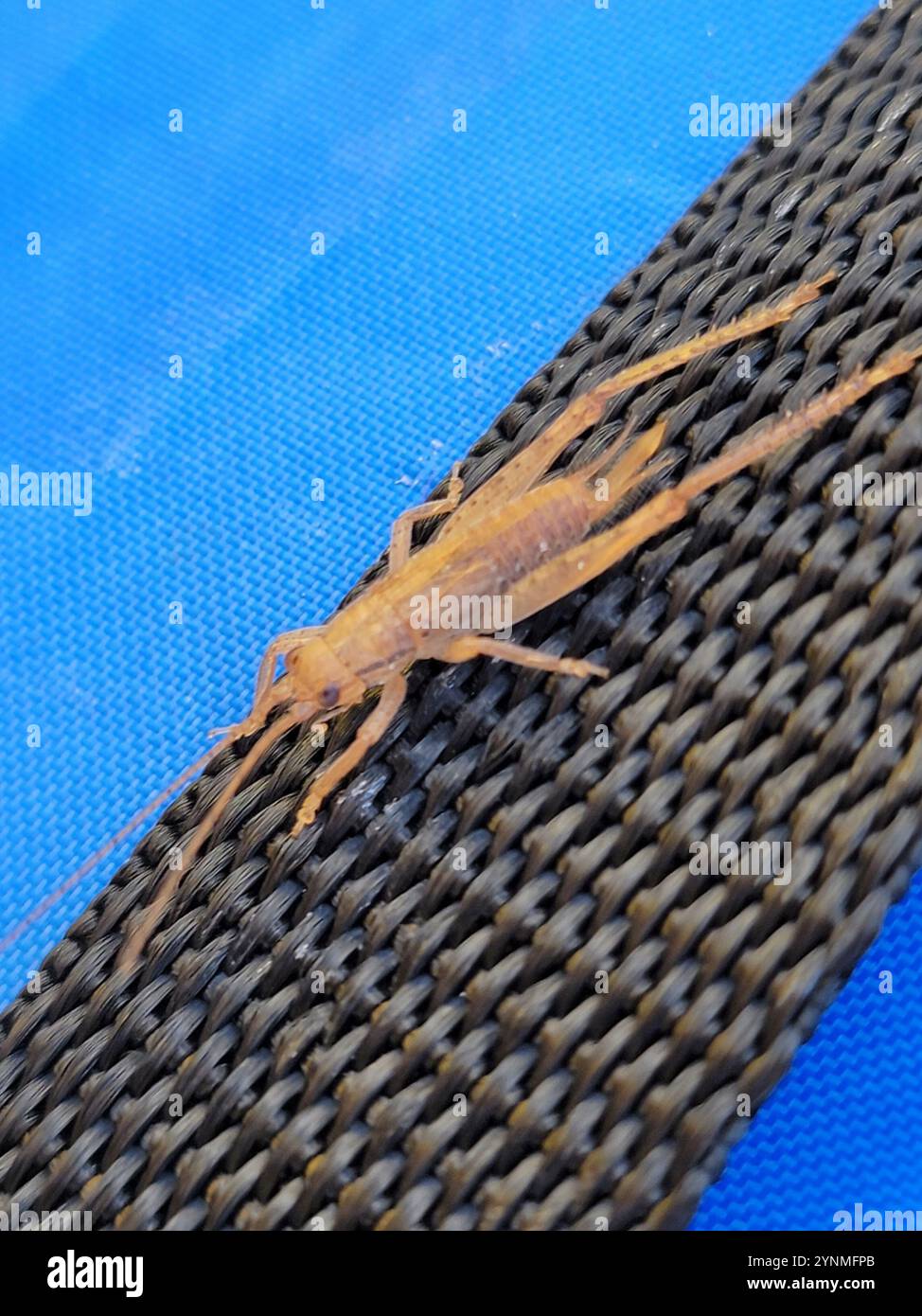Hapithus hi-res stock photography and images - Alamy