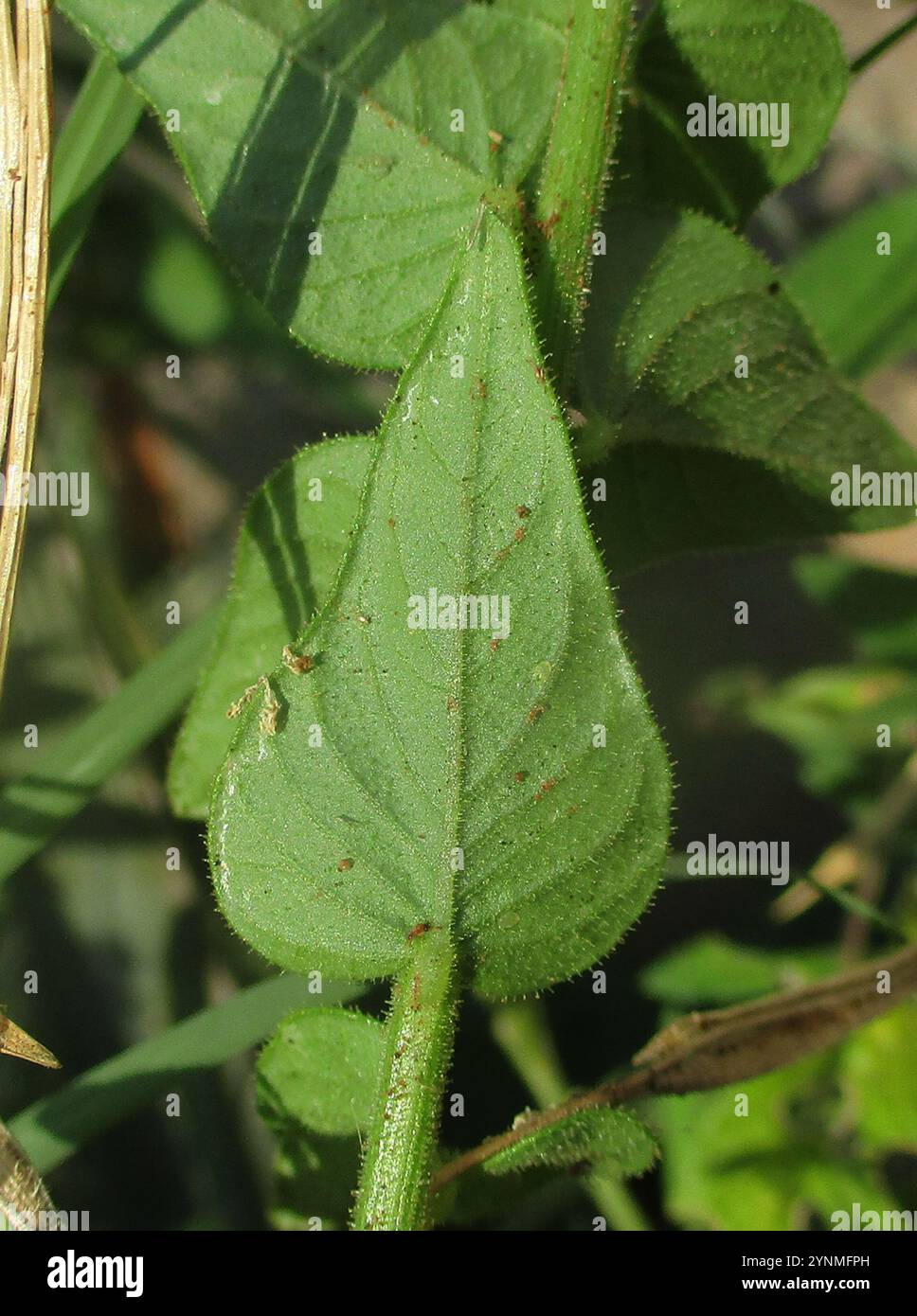 Singleleaf Spindlepod (Cleome monophylla Stock Photo - Alamy