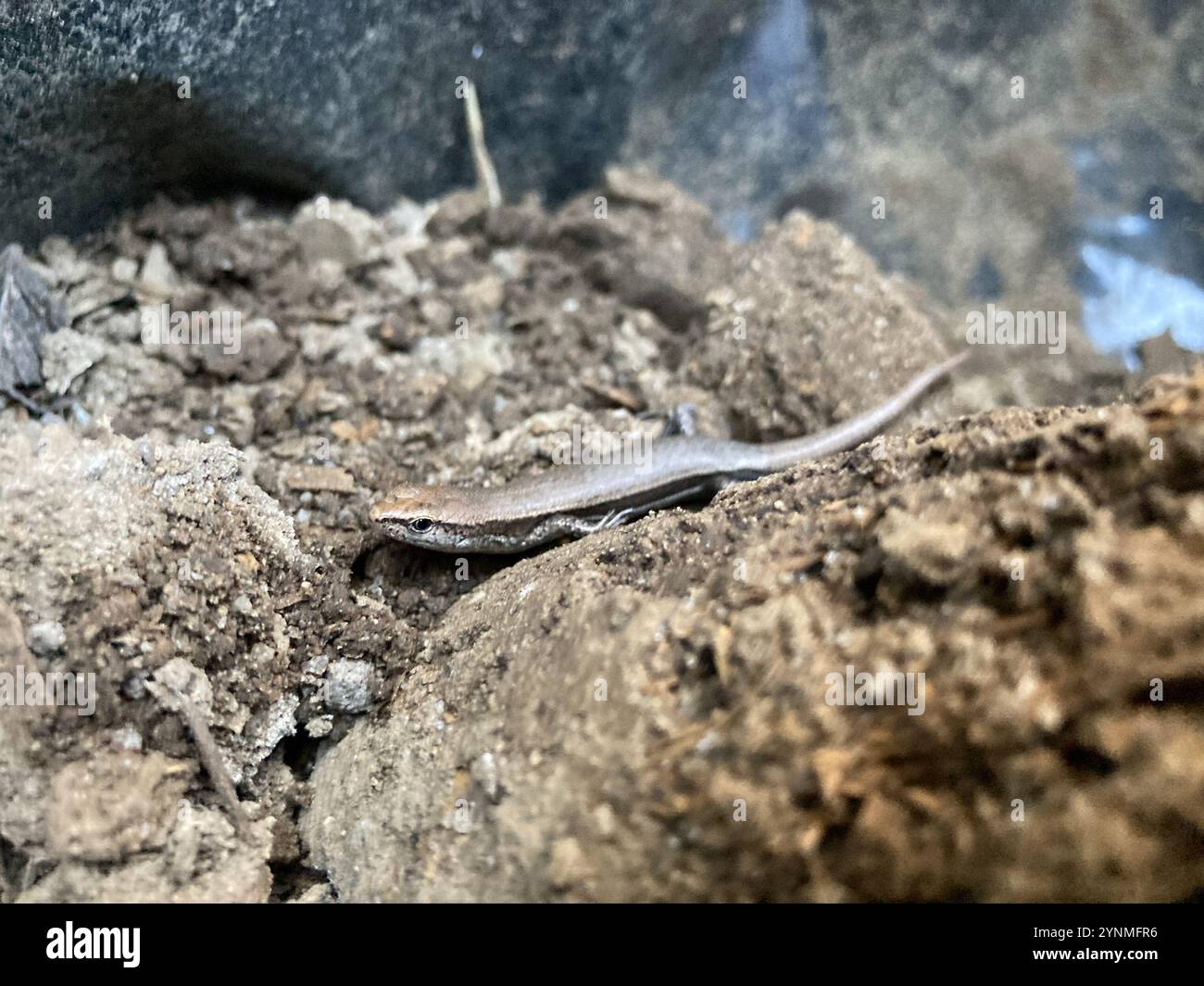 Dark-flecked Garden Sunskink (Lampropholis delicata Stock Photo - Alamy