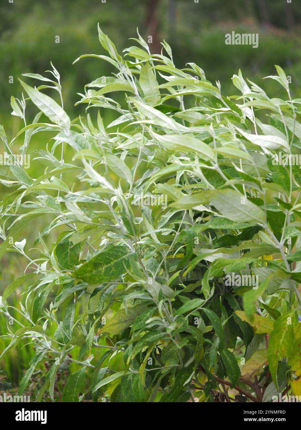 Asiatic butterfly-bush (Buddleja asiatica Stock Photo - Alamy