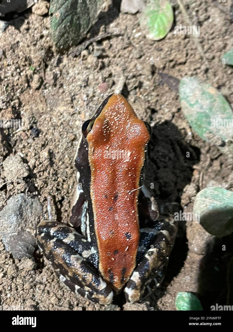 Wide-spread Fungoid Frog (Hydrophylax bahuvistara Stock Photo - Alamy