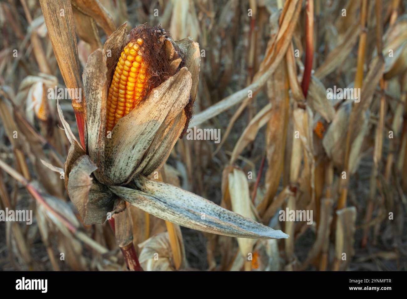 Yellow leaf dry leaves hi-res stock photography and images - Alamy