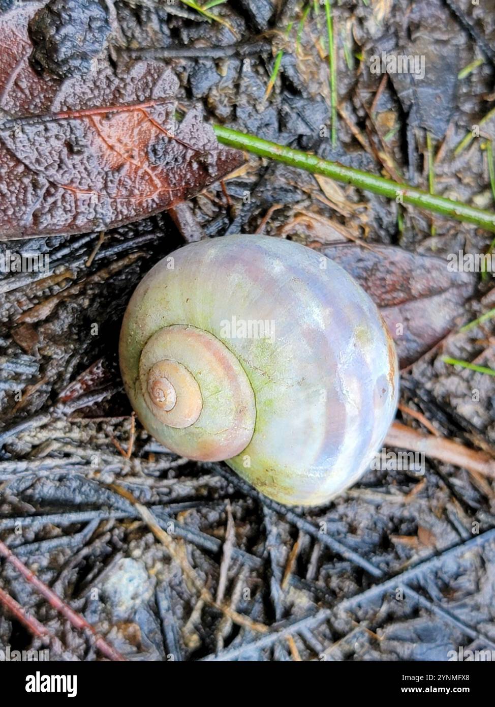 Common Apple Snails (Pomacea Stock Photo - Alamy