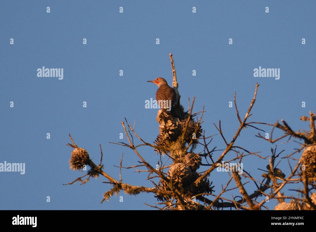 Northern Flicker (Colaptes auratus Stock Photo - Alamy