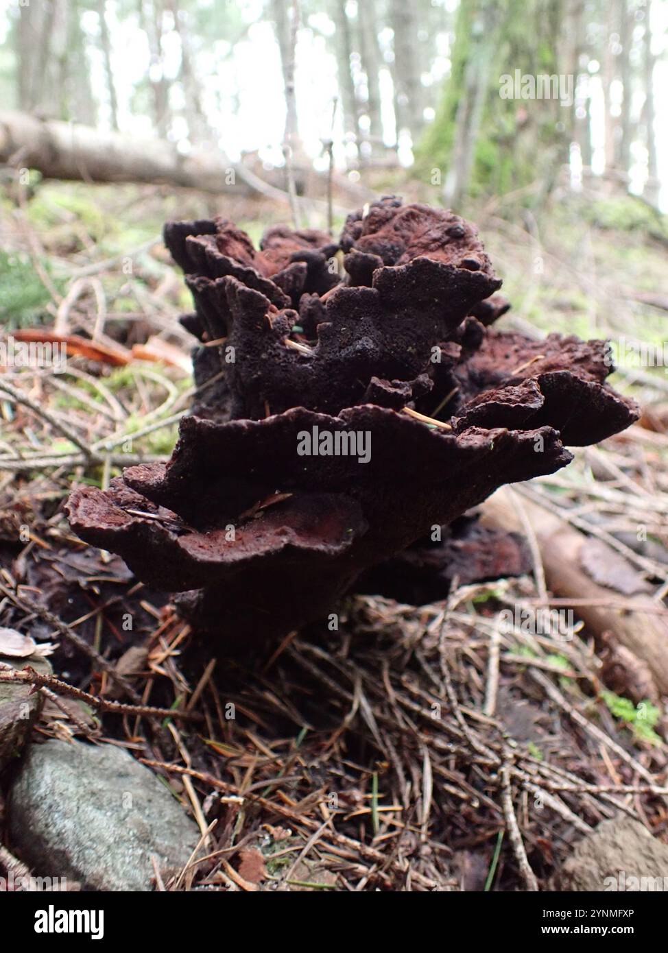 Dyer's Polypore (Phaeolus schweinitzii Stock Photo - Alamy