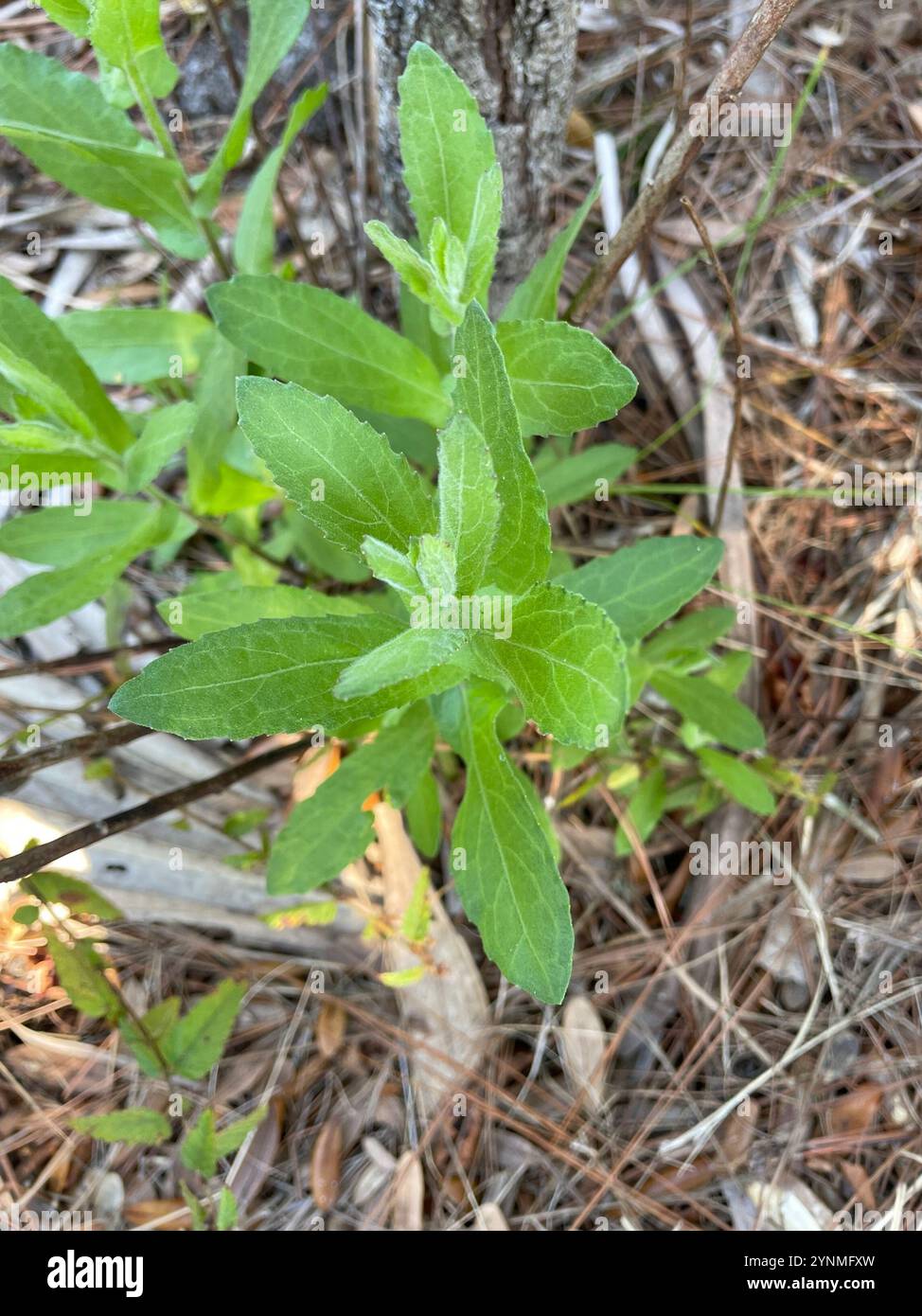 Rosy Camphorweed (Pluchea baccharis Stock Photo - Alamy