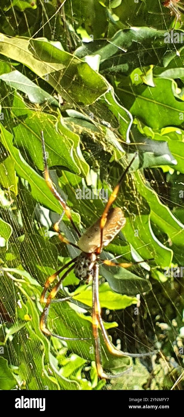Tiger Spider (Trichonephila plumipes Stock Photo - Alamy