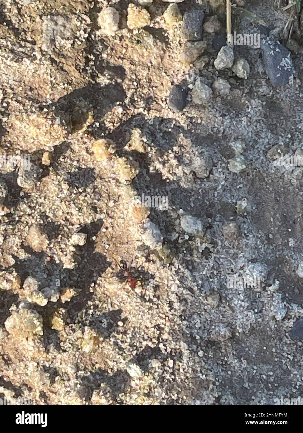 Southern Meat Ant (Iridomyrmex purpureus Stock Photo - Alamy