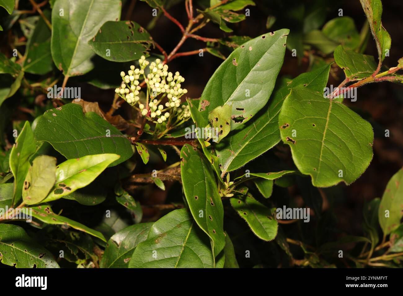 Laurustinus viburnum (Viburnum tinus Stock Photo - Alamy