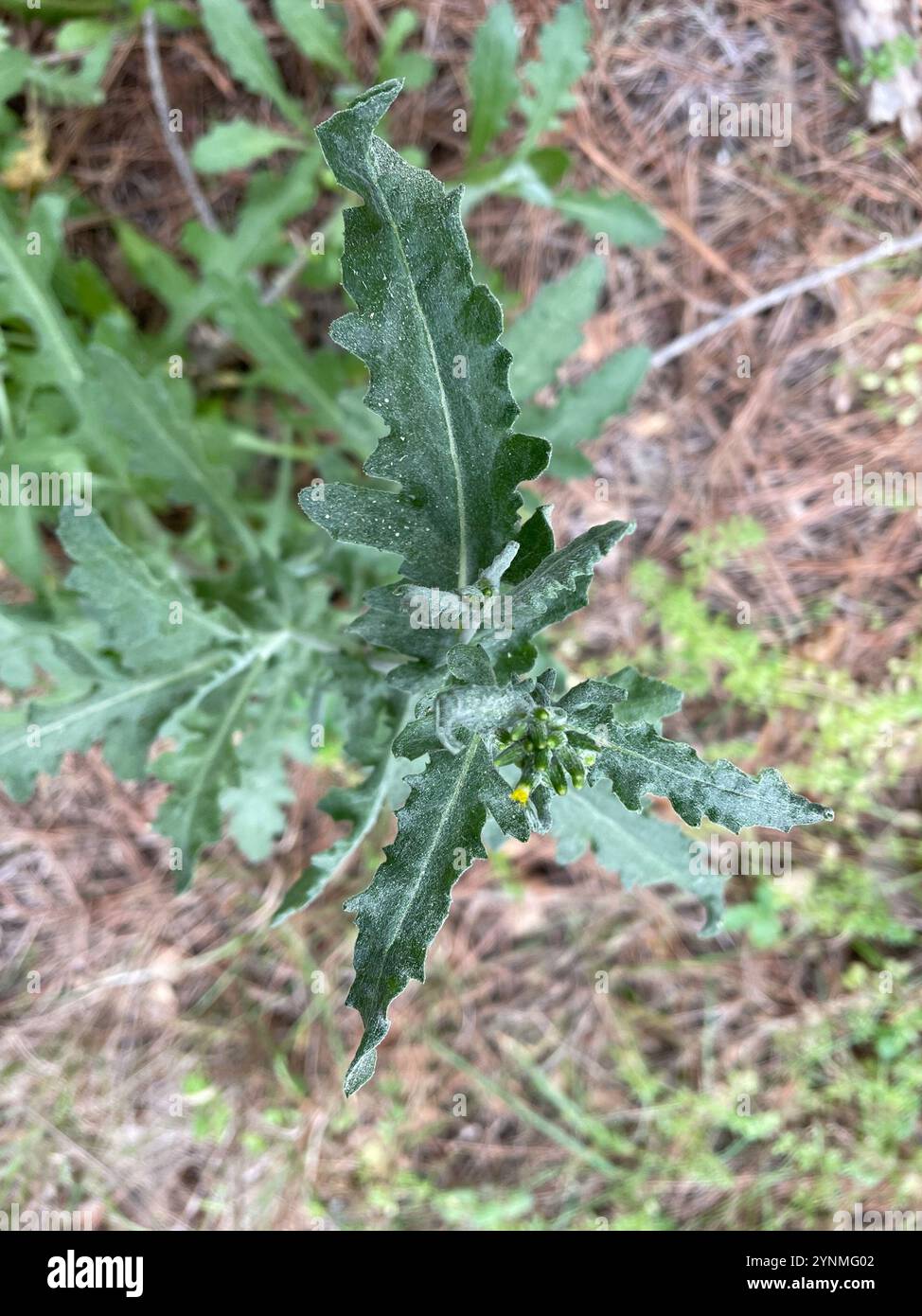 Senecio glomeratus hi-res stock photography and images - Alamy