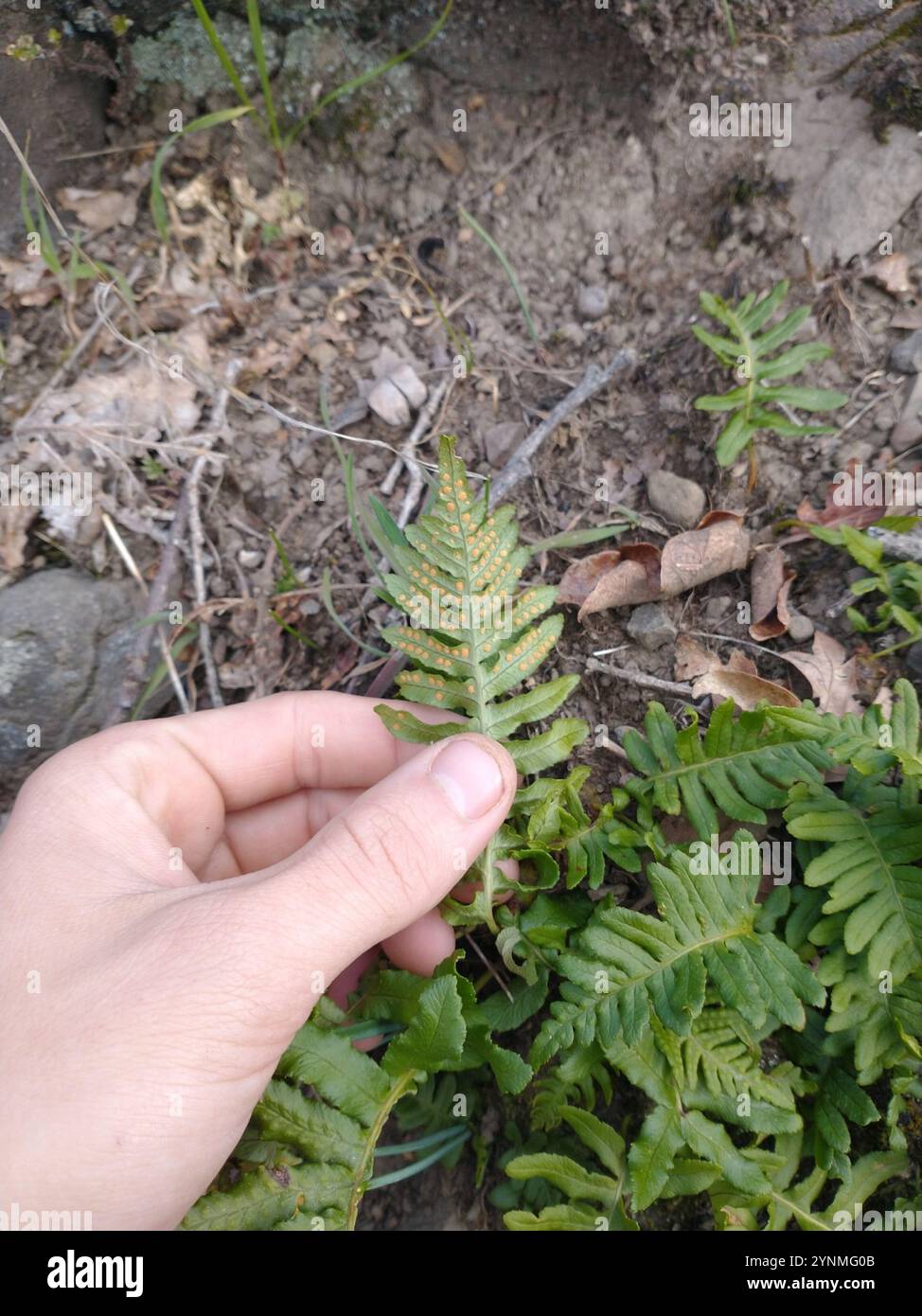 California Polypody (Polypodium californicum Stock Photo - Alamy