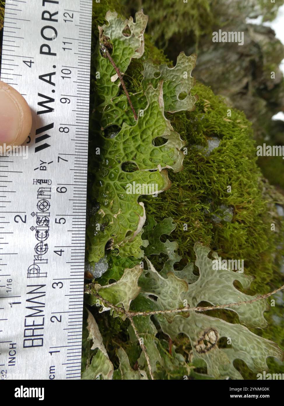 Tree Lungwort (Lobaria pulmonaria Stock Photo - Alamy