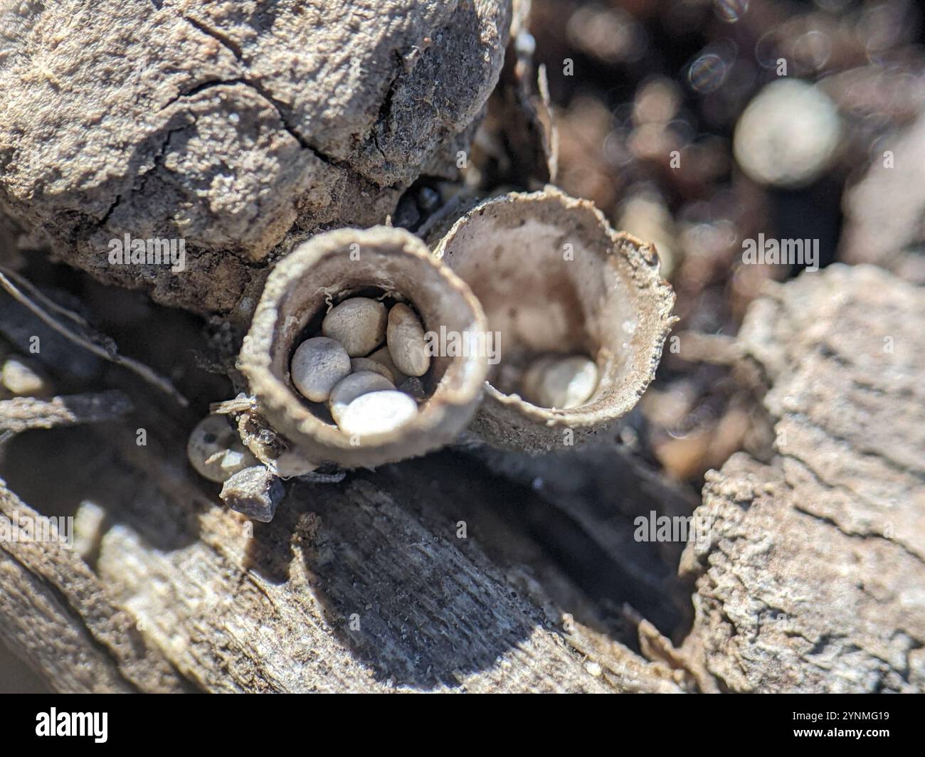 bird's nest fungi (Nidulariaceae Stock Photo - Alamy